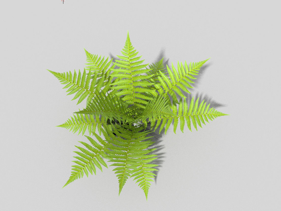 3D model Fern plant VR / AR / low-poly | CGTrader