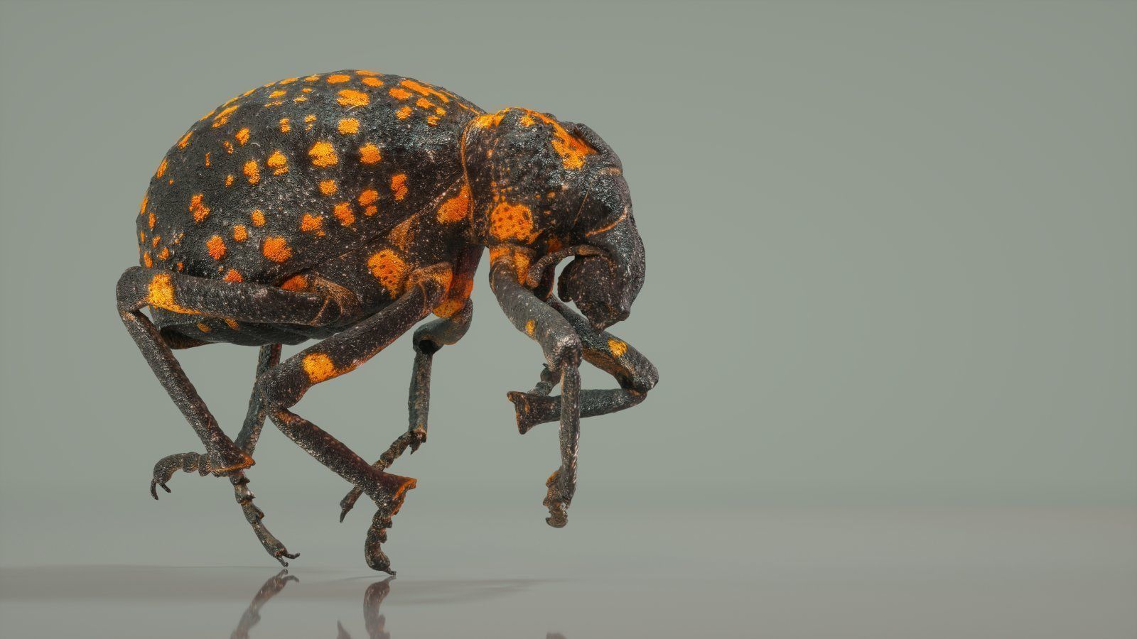 3D model Insect Master Collection VR / AR / low-poly | CGTrader