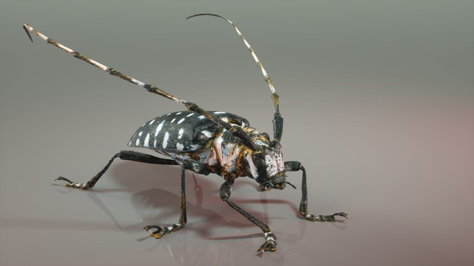 3D model Insect Master Collection VR / AR / low-poly | CGTrader