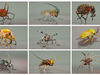 3D model Insect Master Collection VR / AR / low-poly | CGTrader