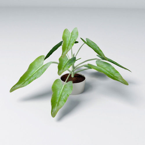 Small plant 3D model | CGTrader