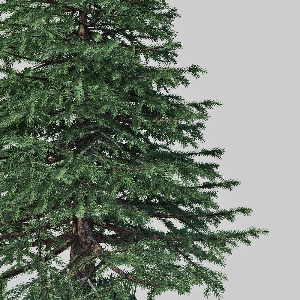 Spruce 3D model | CGTrader