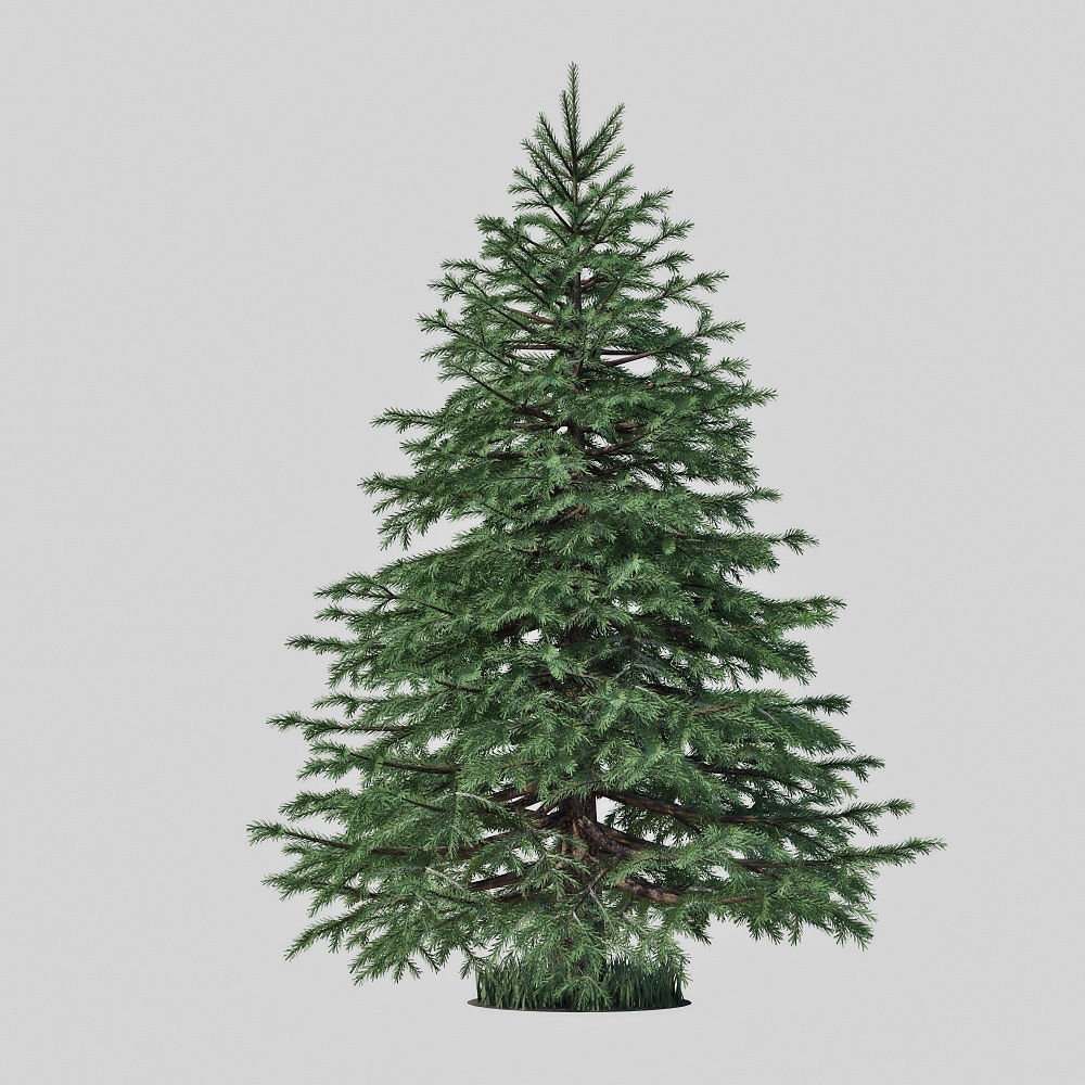 Spruce 3D model | CGTrader