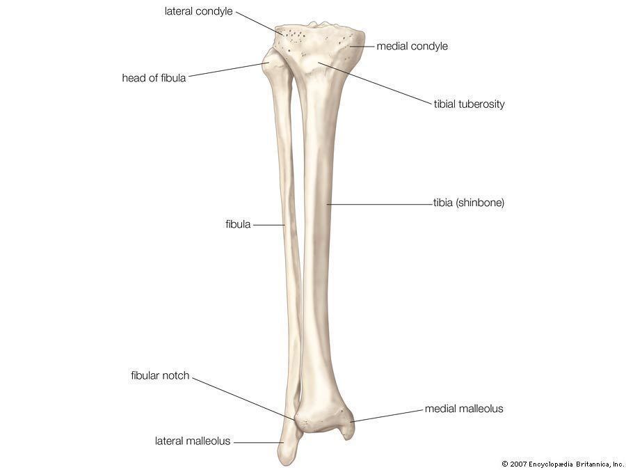 Human fibula free 3D model | CGTrader