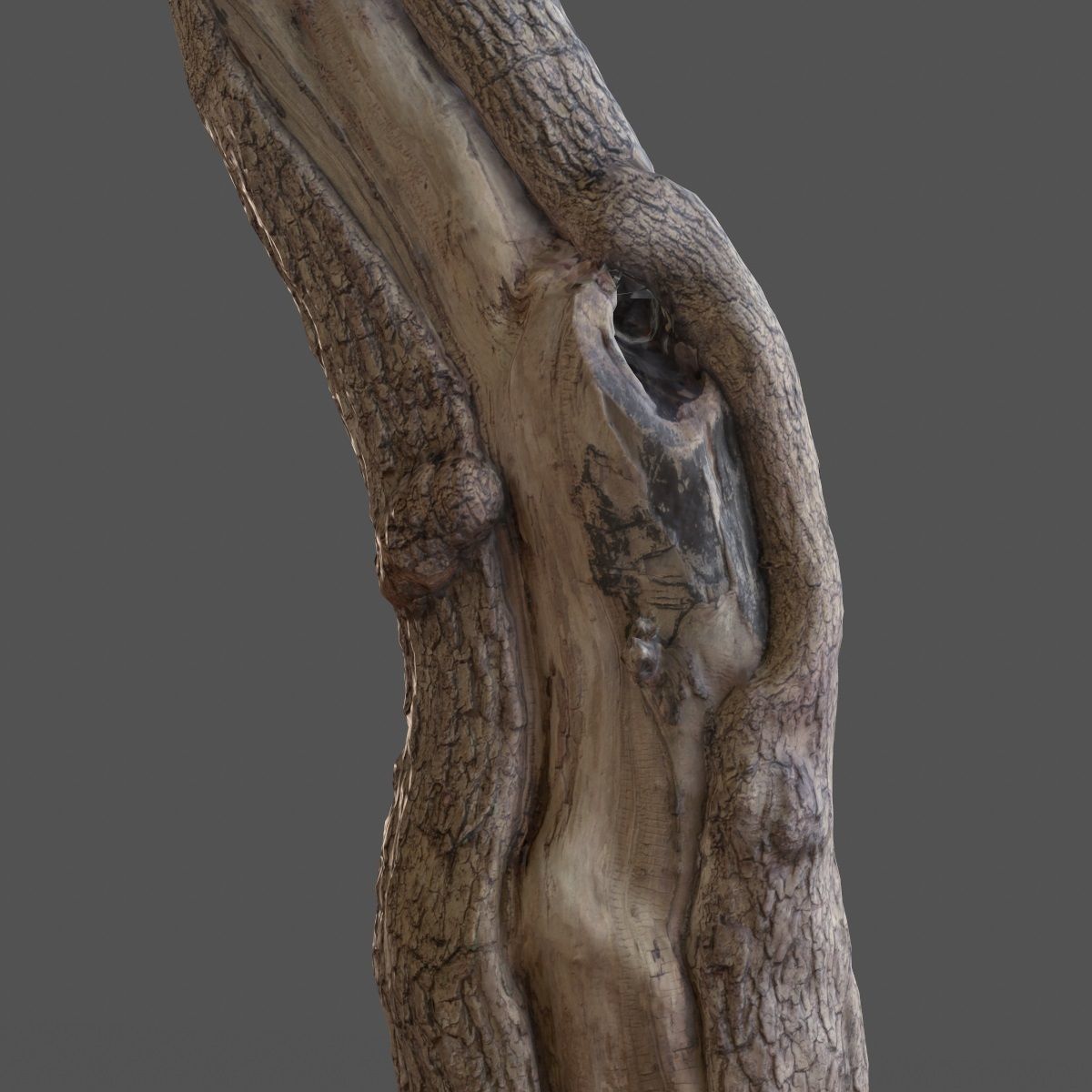 3D model Realistic Tree Model 7 VR / AR / low-poly | CGTrader