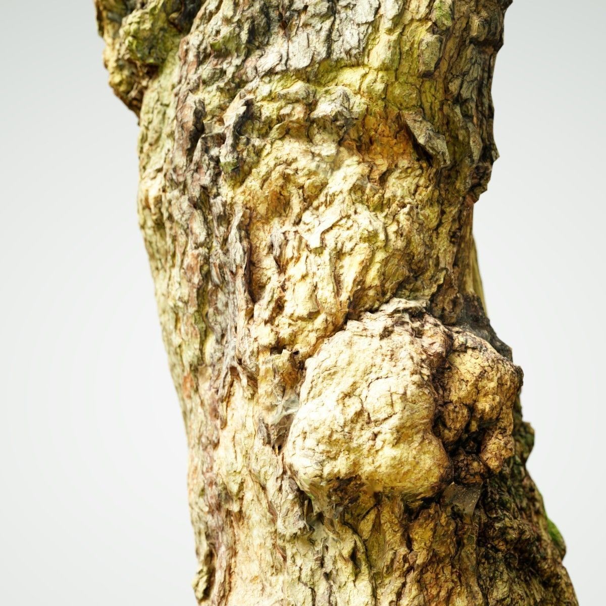 3D model Realistic Tree Model Photorealistic 9 VR / AR / low-poly ...