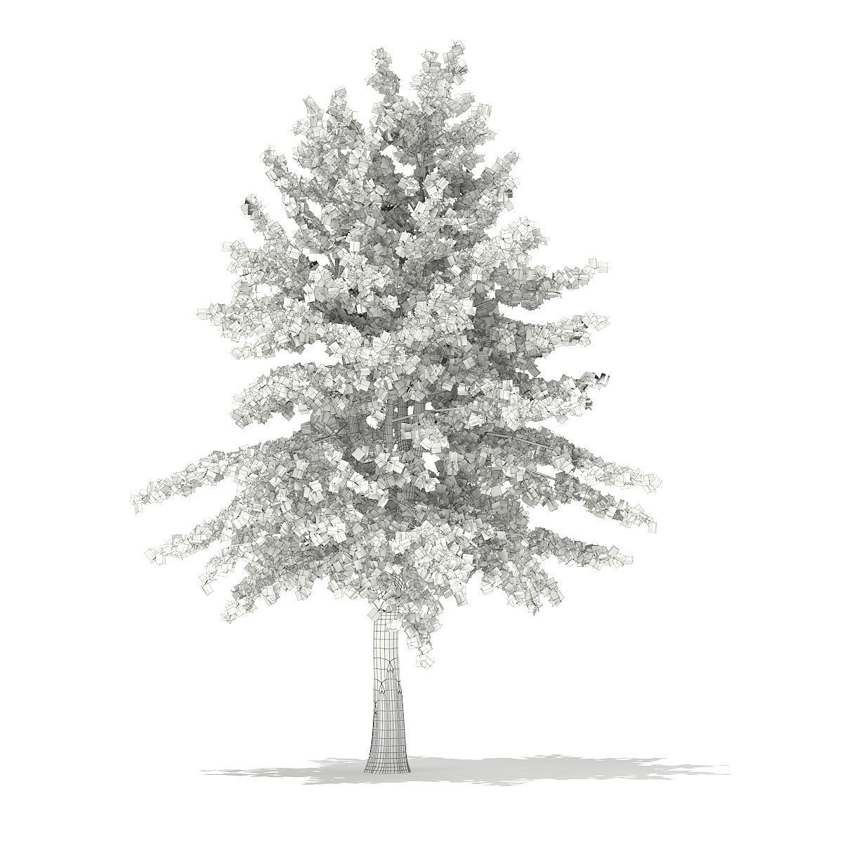 Blue Atlas Cedar Cedrus atlantica 3m 2 3D model | CGTrader