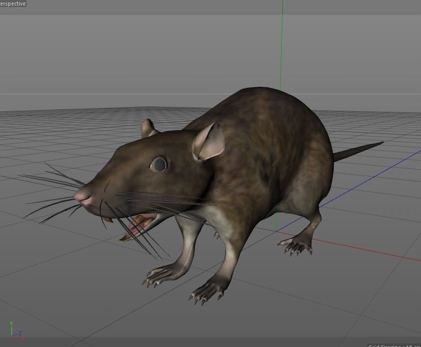 Rat Rig 3D model rigged | CGTrader