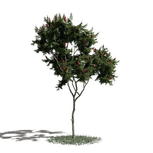 Tree 06 amb1 3D model | CGTrader