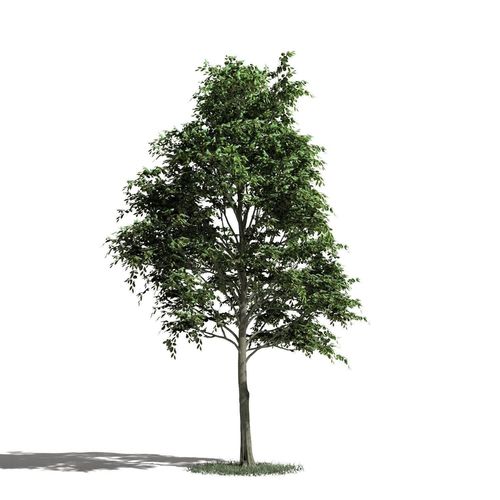 Tree 12 amb1 3D model | CGTrader