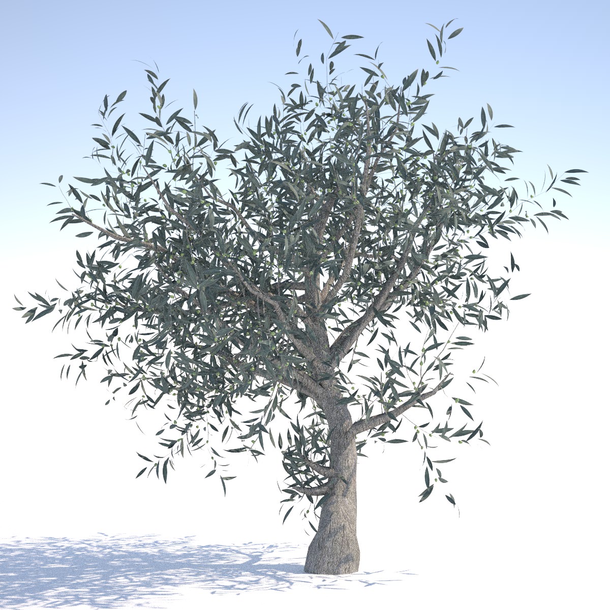 Olive Tree - 01 3D model | CGTrader