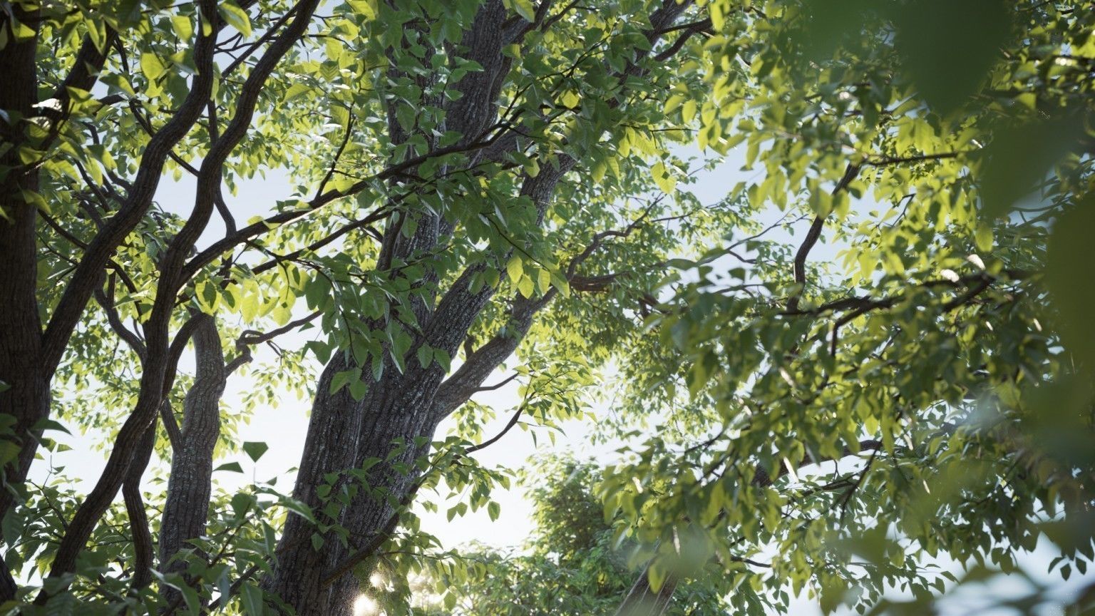 Archmodels for Corona vol 1 - trees and plants 3D model | CGTrader