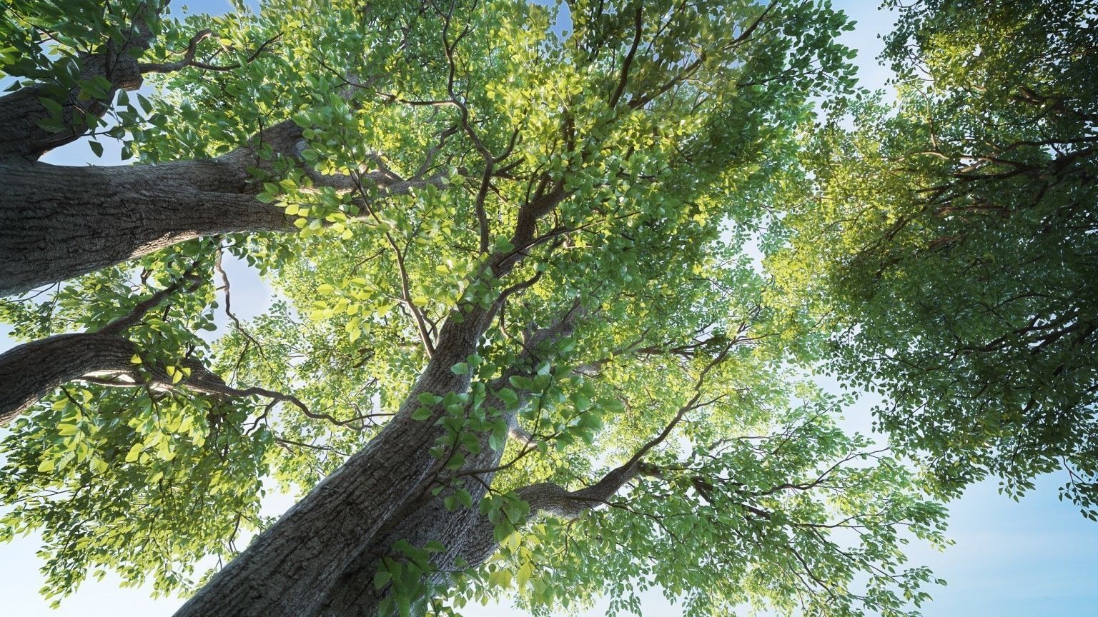 Archmodels for Corona vol 1 - trees and plants 3D model | CGTrader