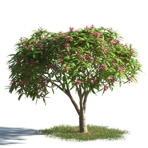 tree 21 AMC01 3D model | CGTrader