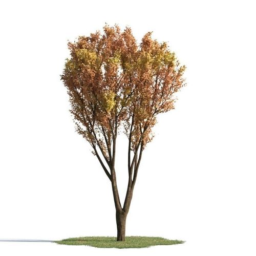 tree 60 AMC01 3D model | CGTrader