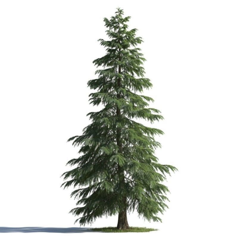 tree 86 AMC01 3D model | CGTrader