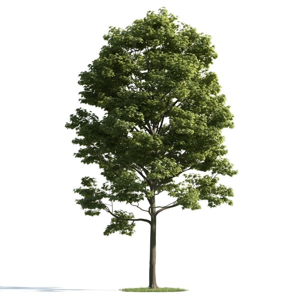 Archmodels vol 163 - high quality trees models 3D model | CGTrader