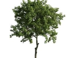 Greenery 3D Models | Download 3D Greenery files | CGTrader.com