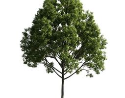 Greenery 3D Models | CGTrader