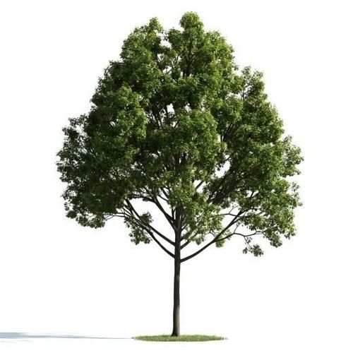 tree 33 am163 3D model | CGTrader