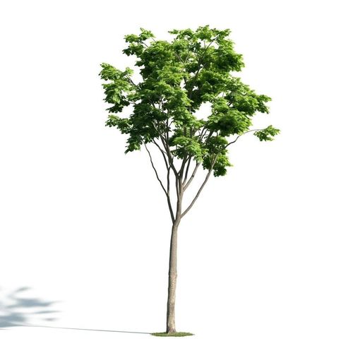 Tree 21 am171 3D model | CGTrader