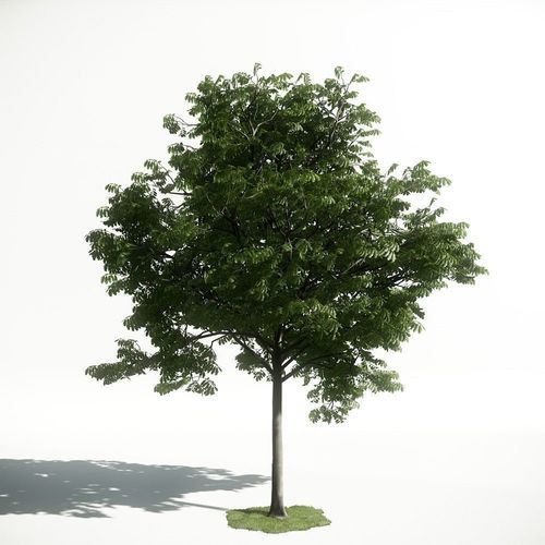 Tree 33 amce1 3D model | CGTrader