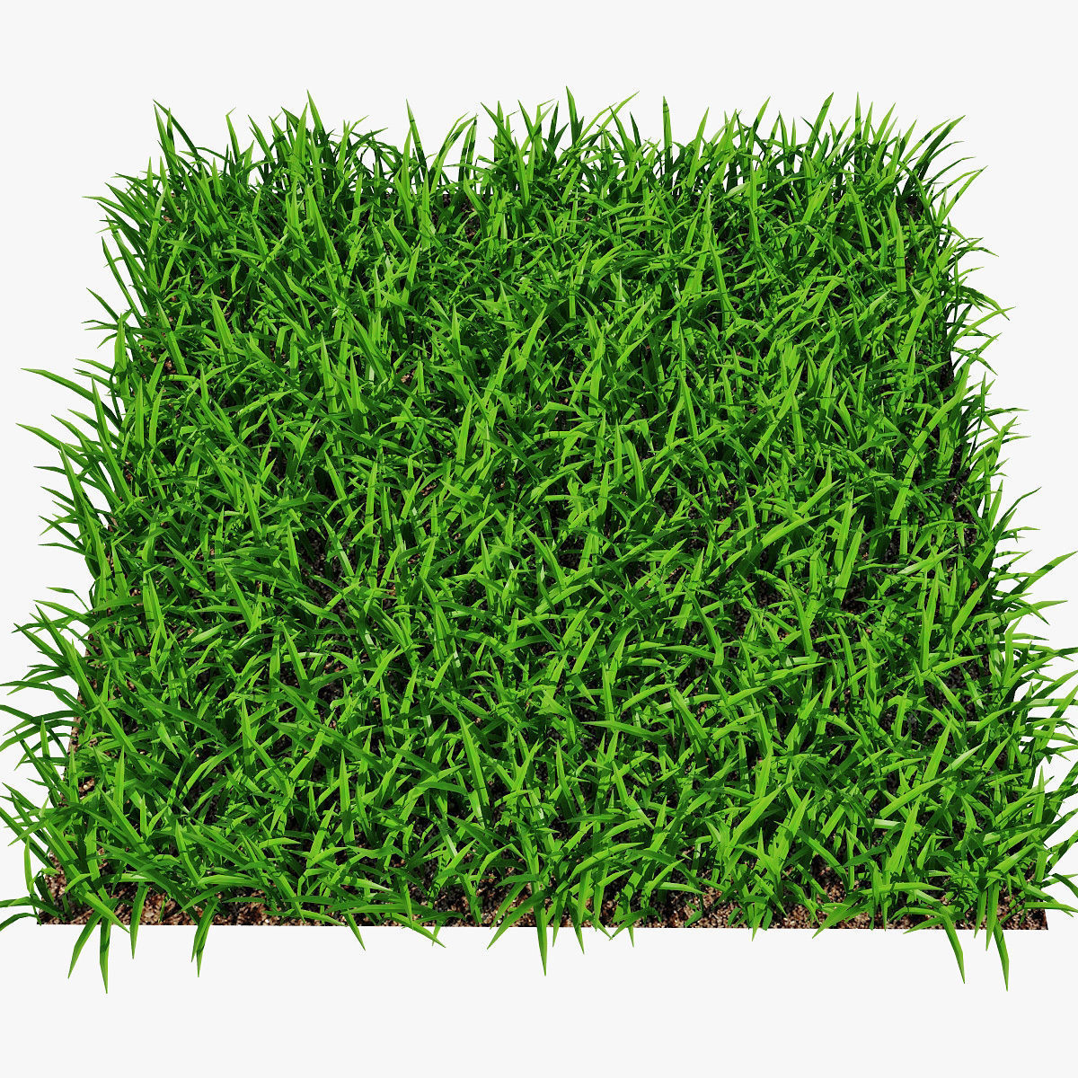 Grass 15cm 3D model rigged | CGTrader