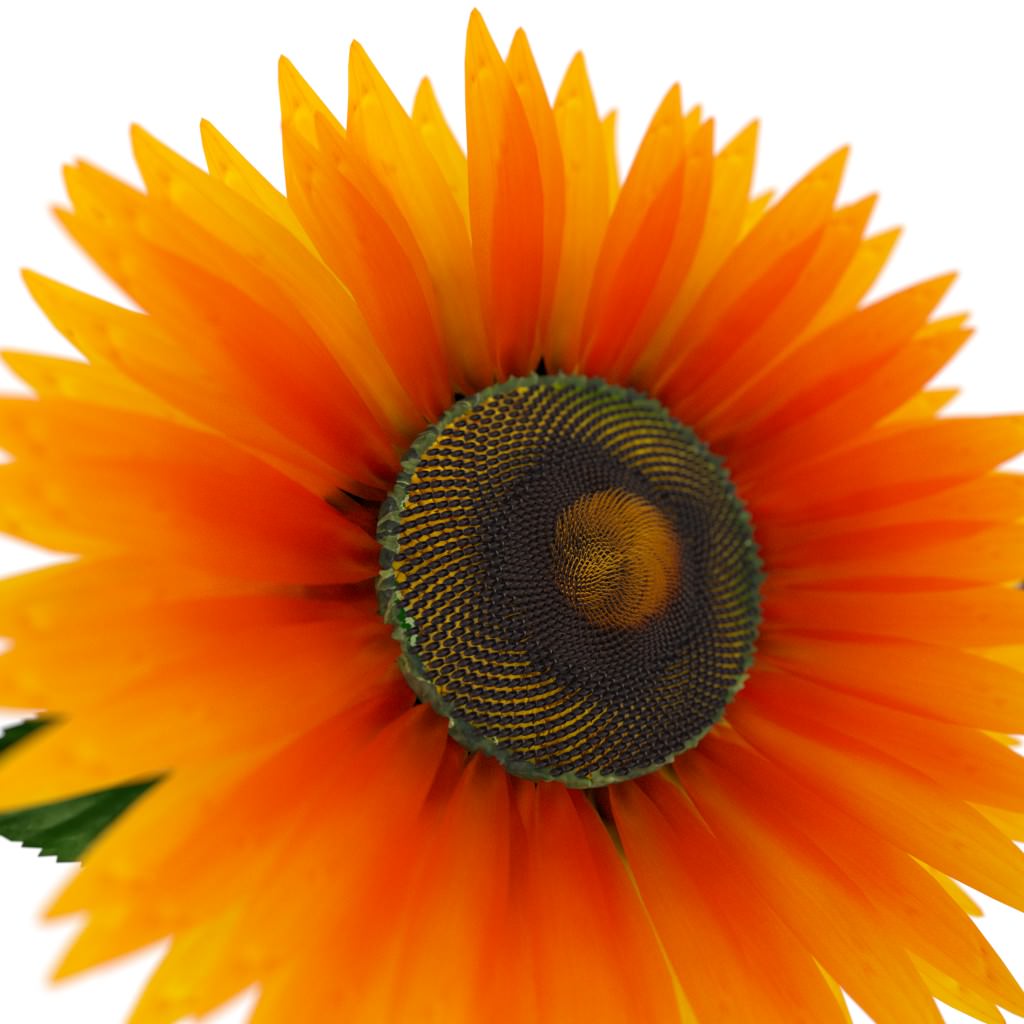 Sunflower orange 3D model animated rigged | CGTrader
