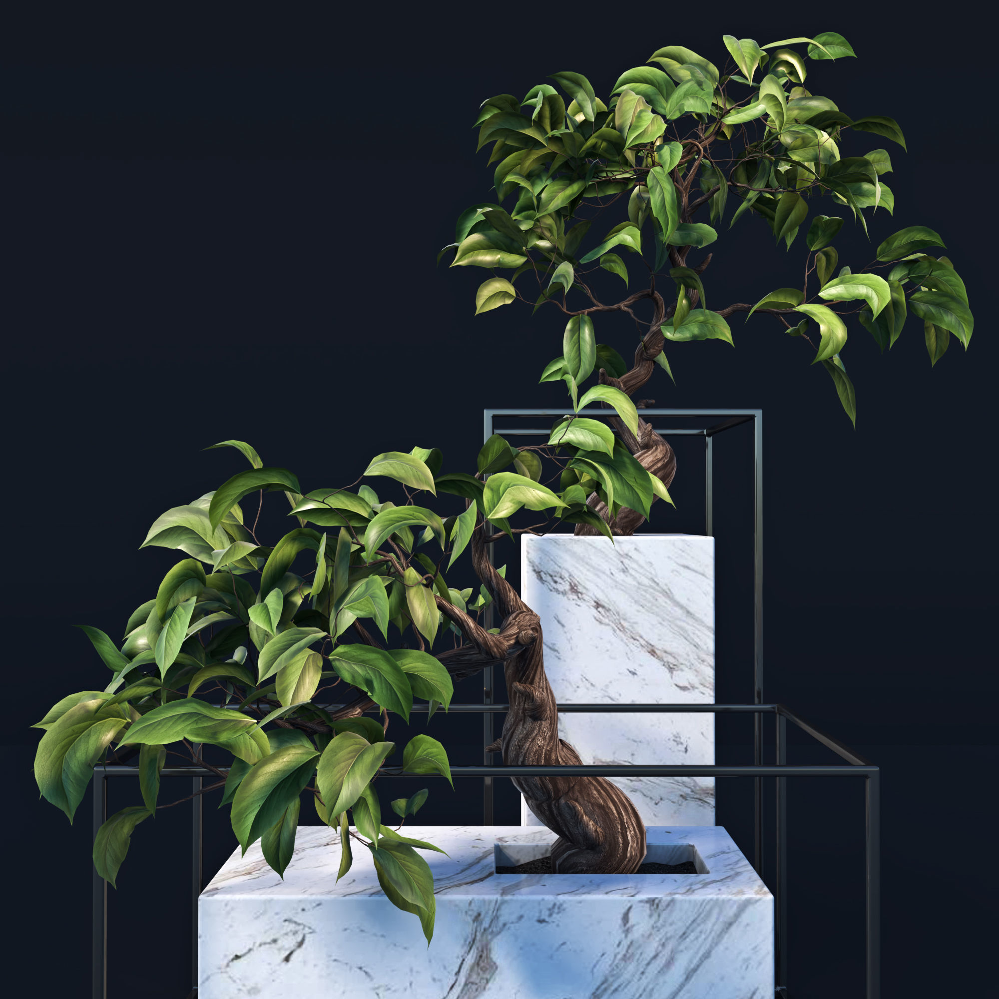 Bonsai trees 3D model | CGTrader