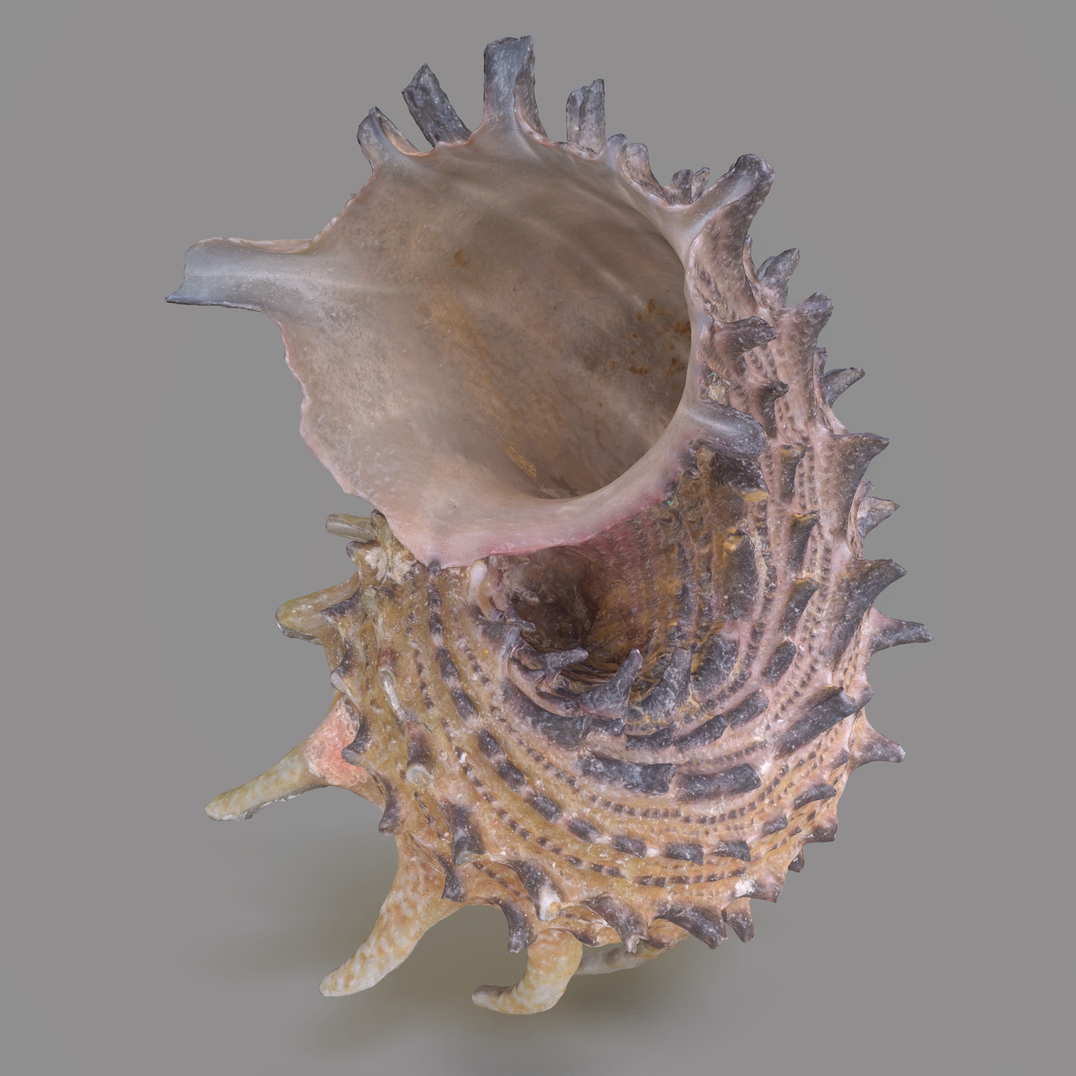 3D model 6 Sea Shell Collection Photorealistic VR / AR / low-poly ...