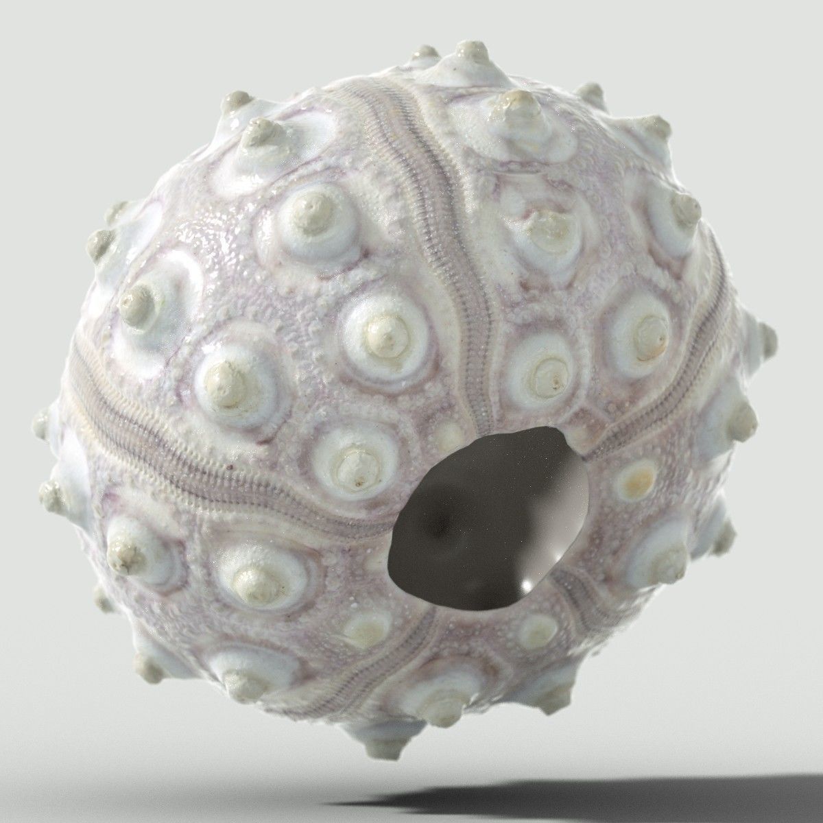 3D model 6 Sea Shell Collection Photorealistic VR / AR / low-poly ...