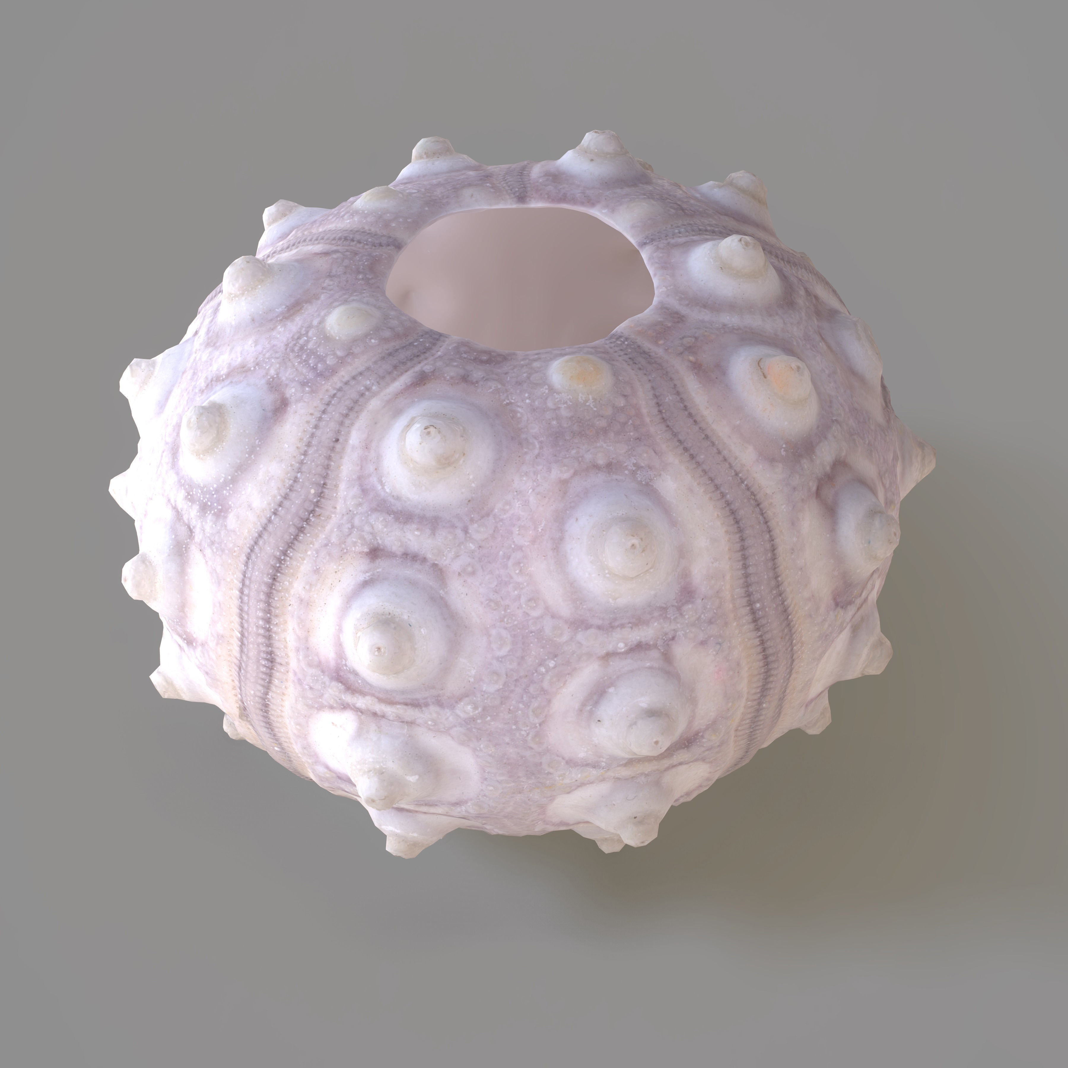3D model 6 Sea Shell Collection Photorealistic VR / AR / low-poly ...