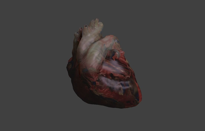 3D model Low Poly Human Heart VR / AR / low-poly | CGTrader