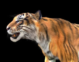 Tiger 3D Models | CGTrader