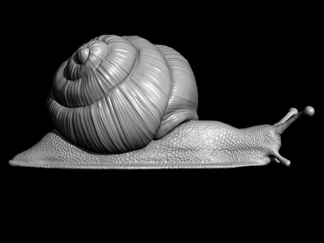 Snail 3D printable 3D model 3D printable | CGTrader