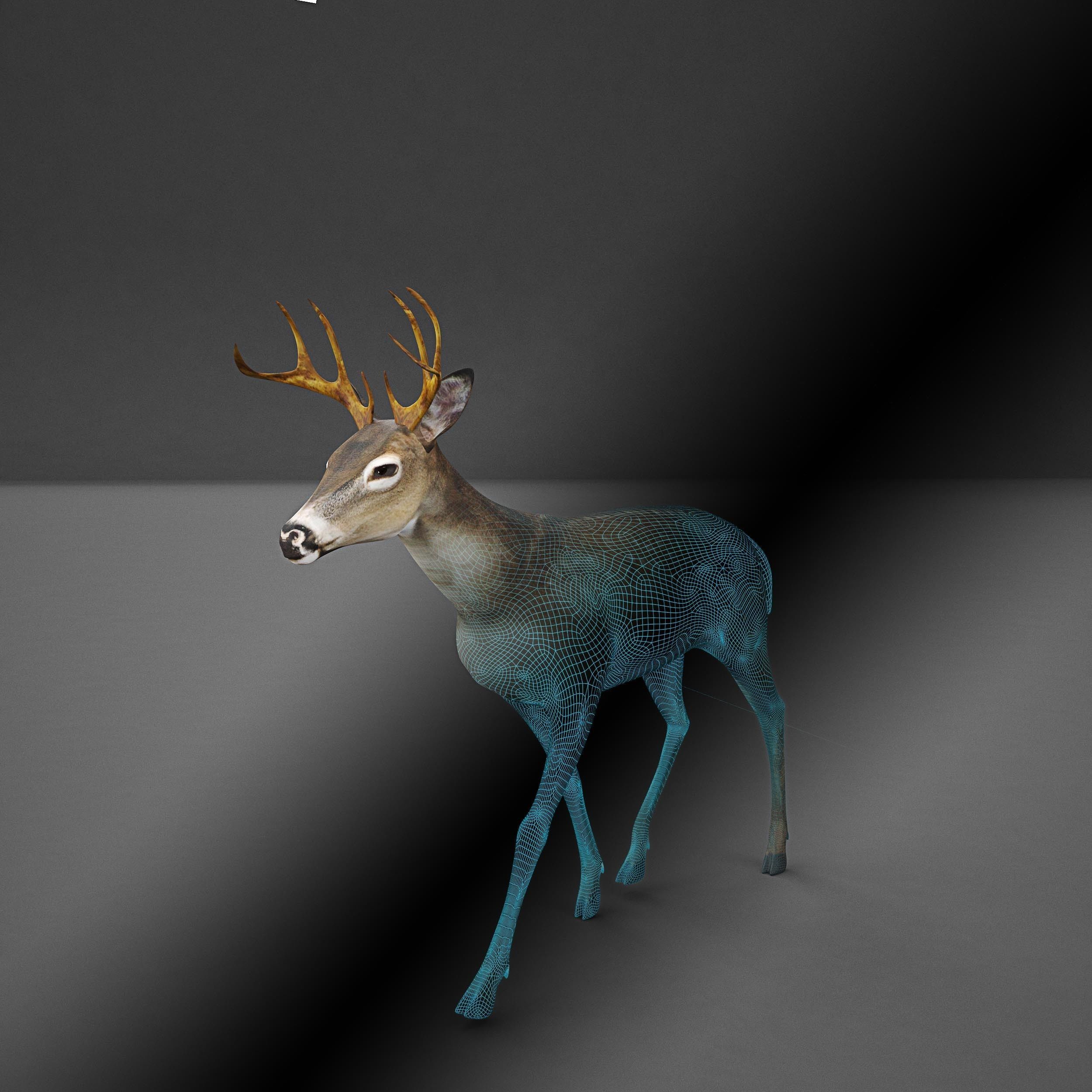 deer animated and alembic files also included 3D model animated rigged ...