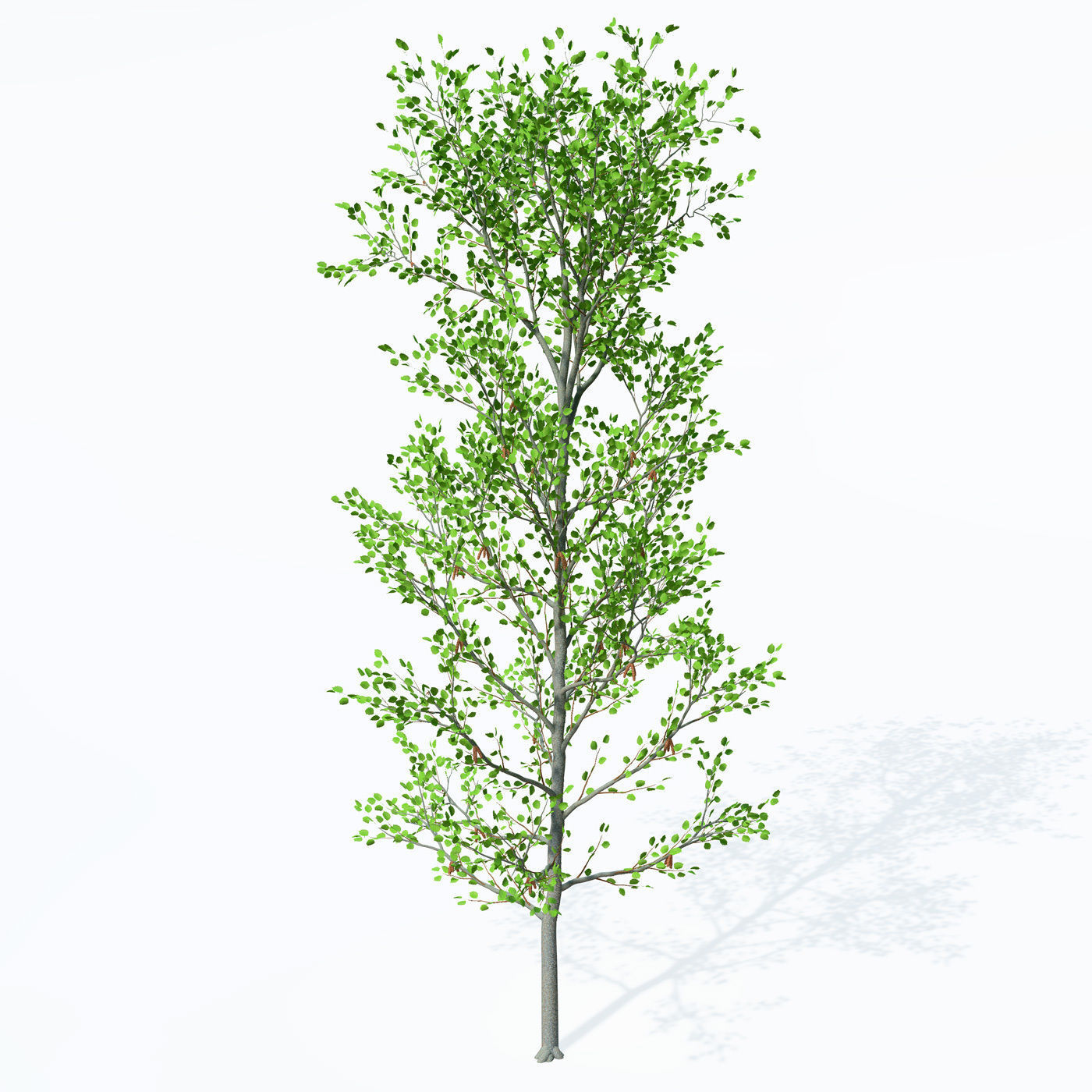 Xfrog Plants European Aspen 1 3D model | CGTrader