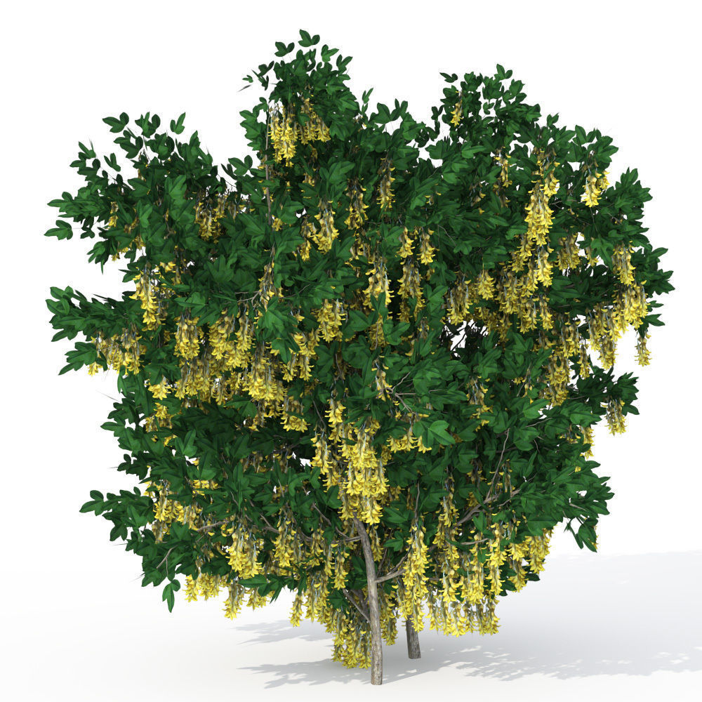 Xfrogplants Golden Chain 3d Model Cgtrader