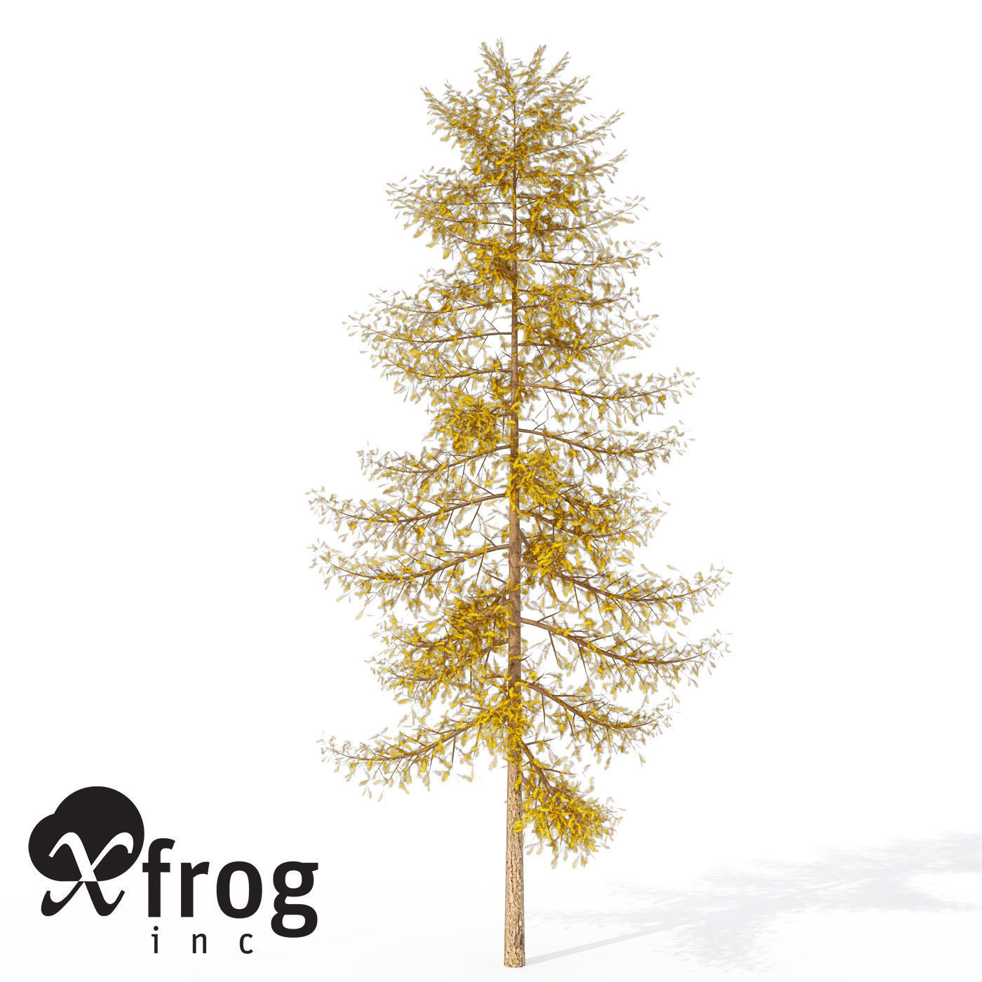 XfrogPlants Autumn European Larch 3D model | CGTrader