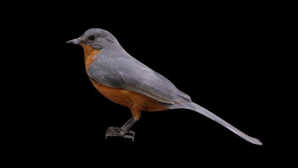 brid for VR 3D model | CGTrader