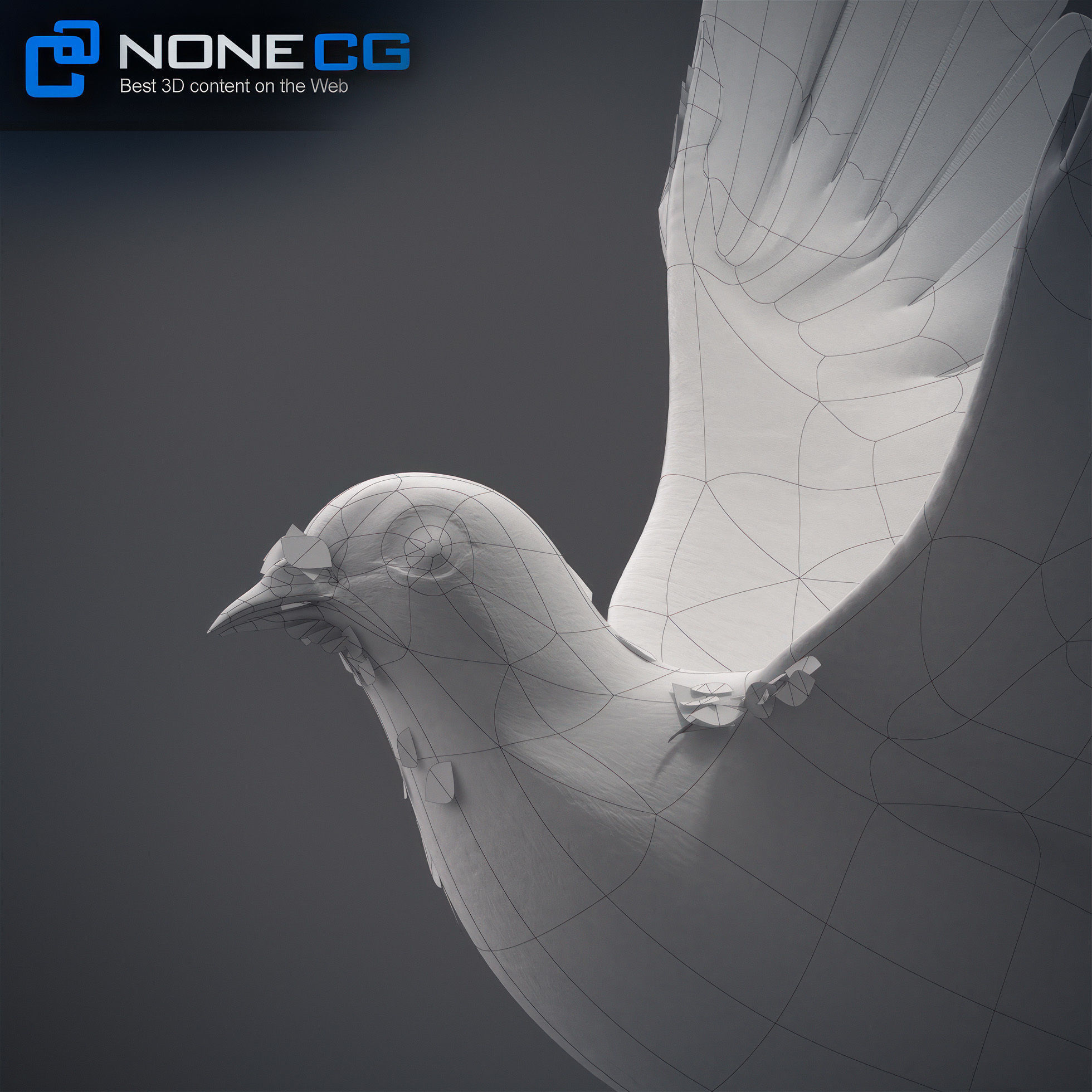 White Dove Animated 3D model animated rigged | CGTrader