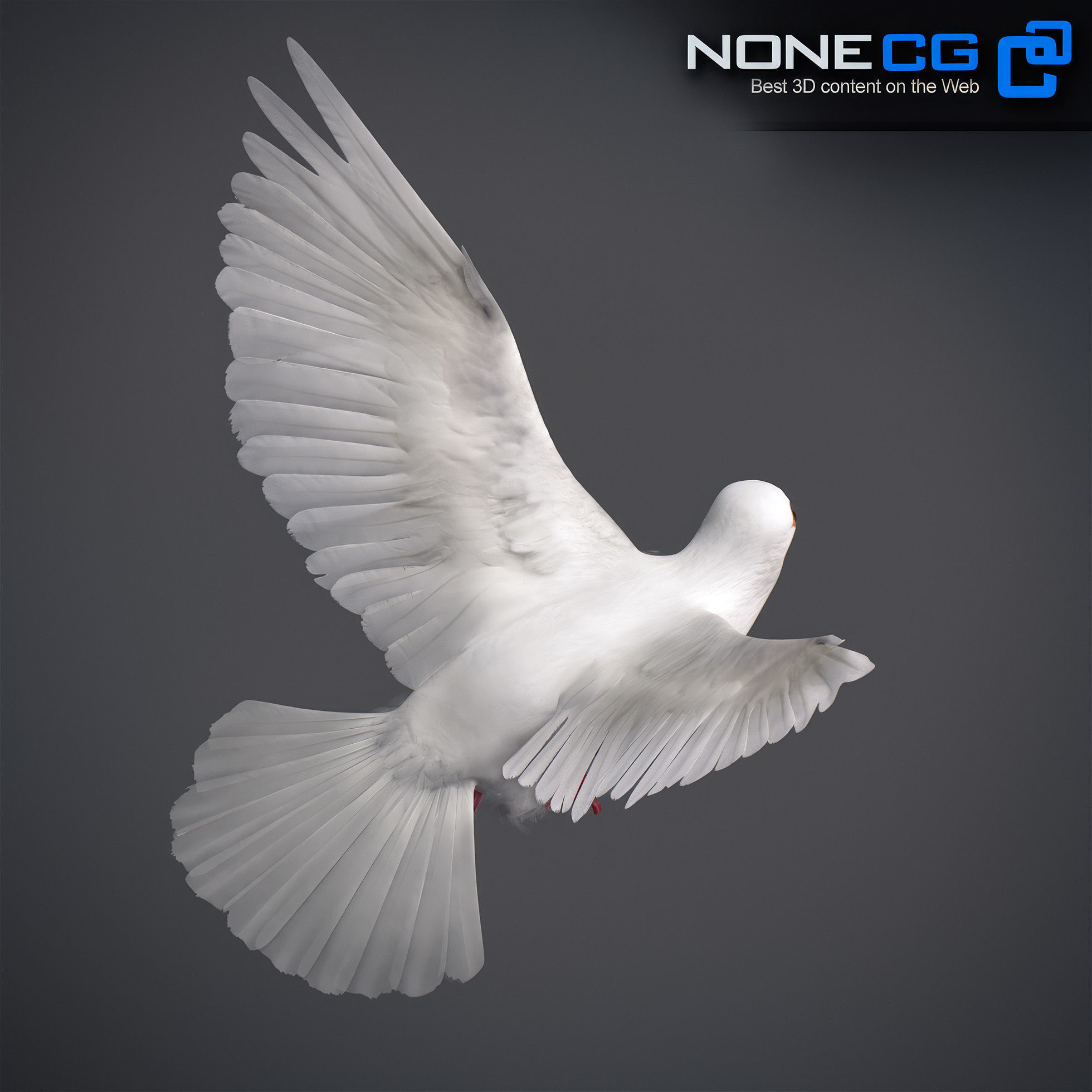 White Dove Animated 3D model animated rigged | CGTrader