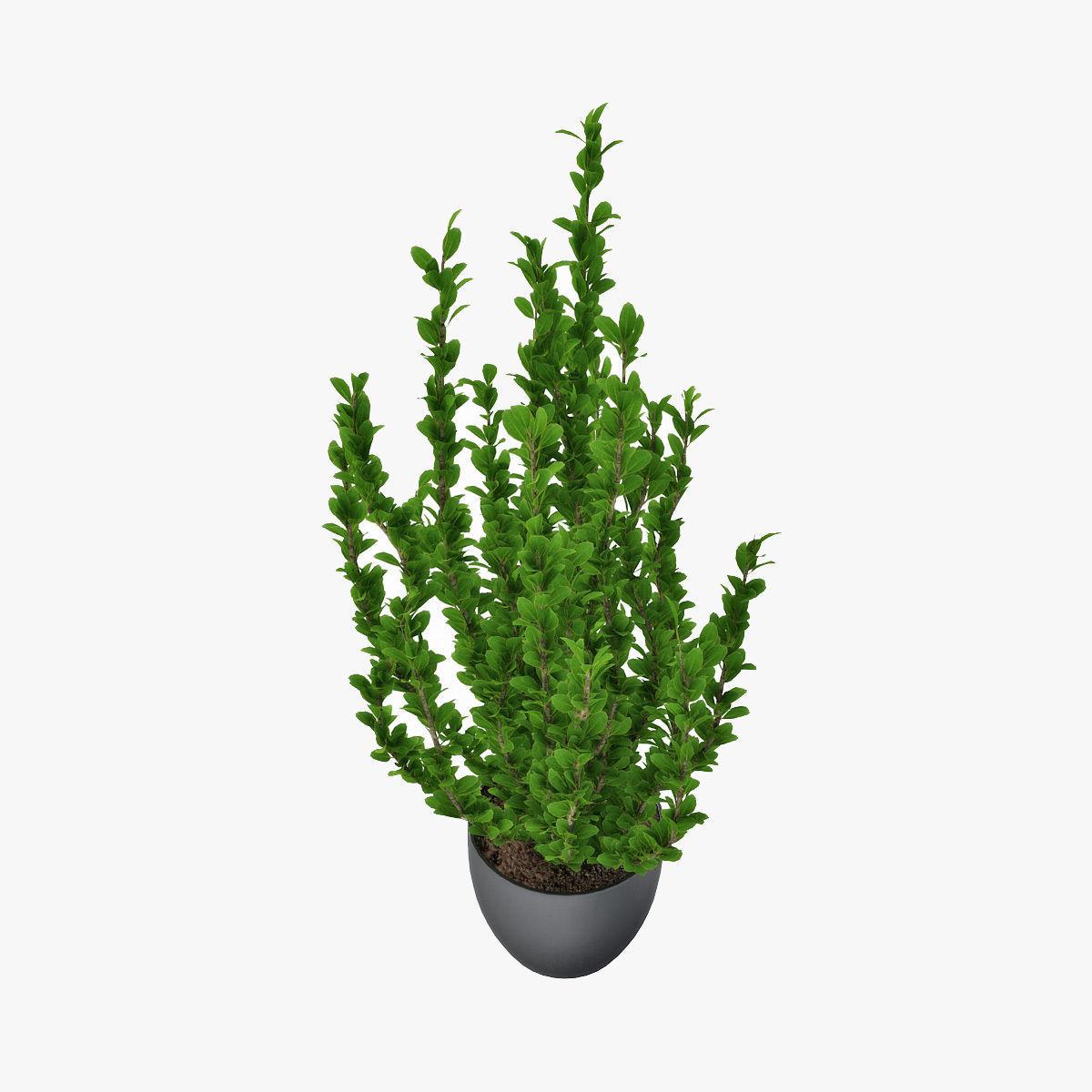 Buxus Sempervirens 3D model rigged | CGTrader