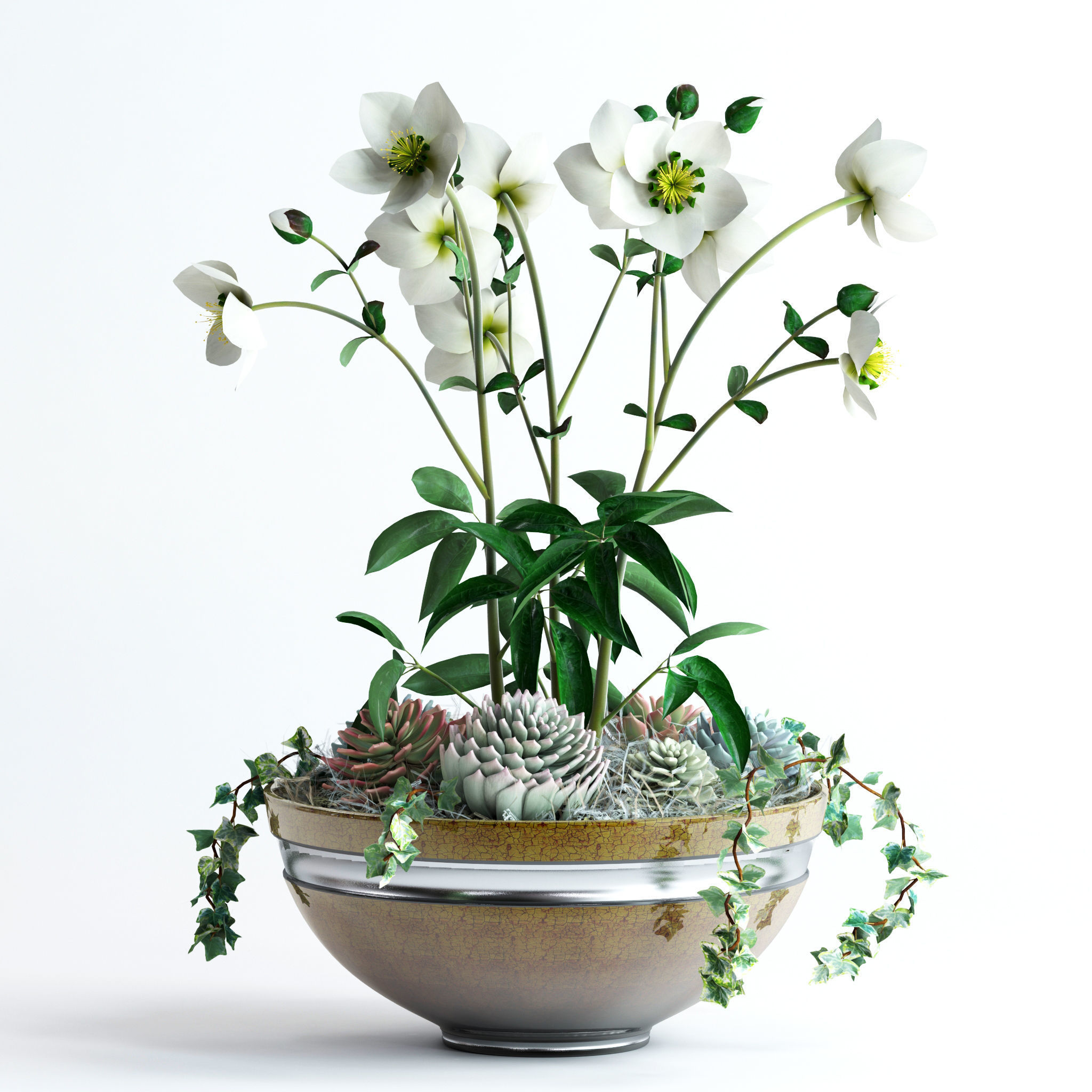 Hellebores and succulents in bowl 3D model | CGTrader