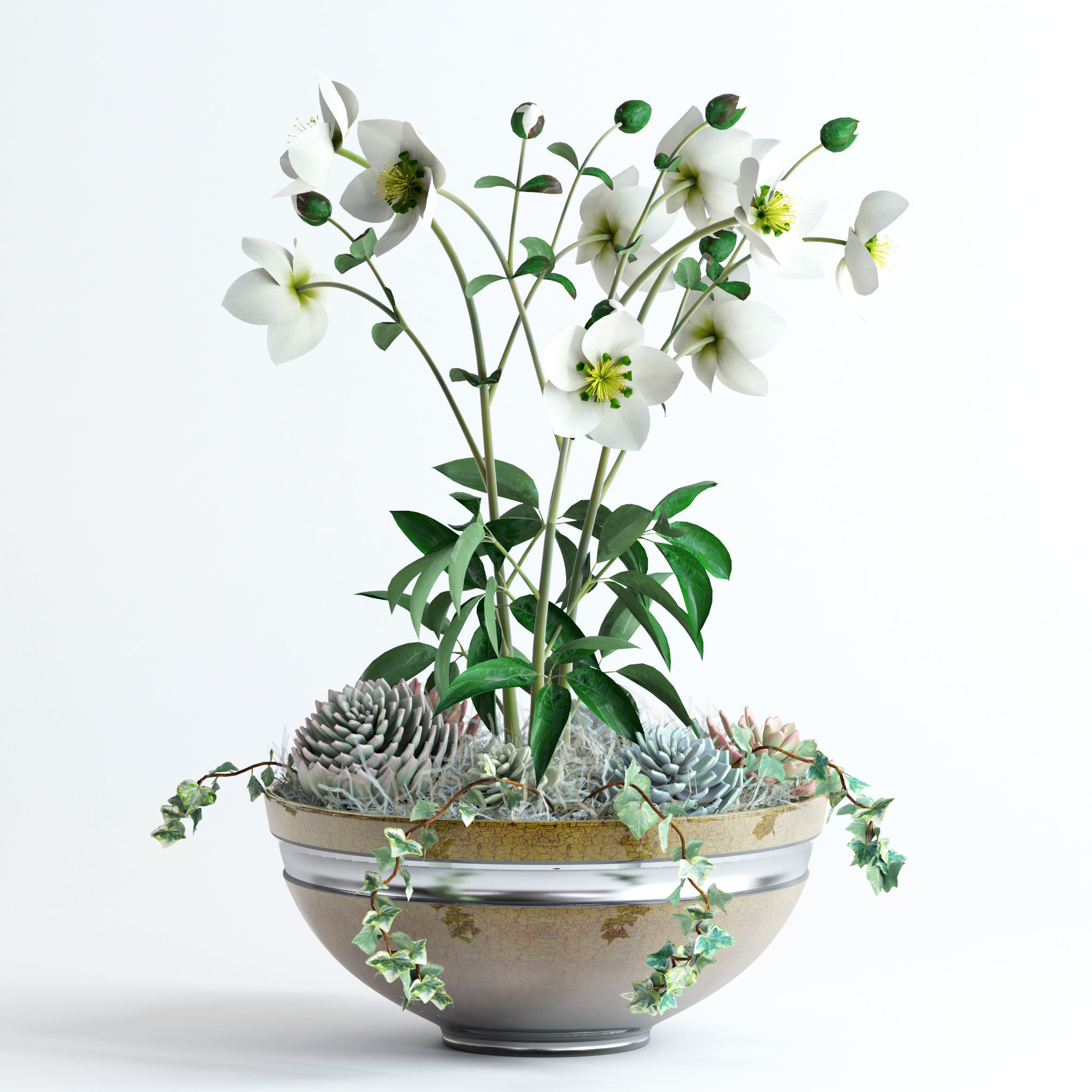 Hellebores and succulents in bowl 3D model | CGTrader