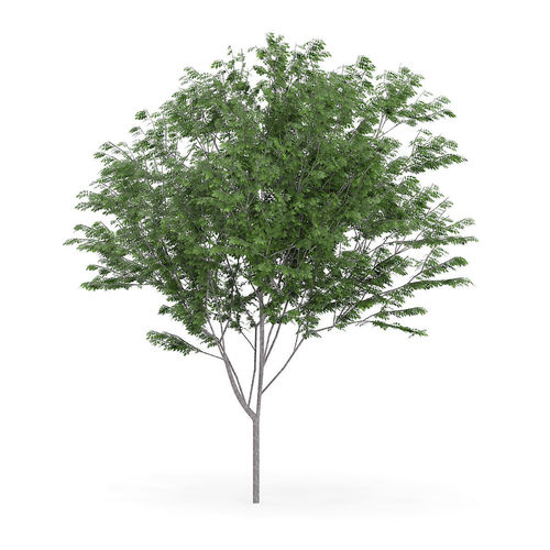 Common Ash Fraxinus excelsior 13m 3D model | CGTrader