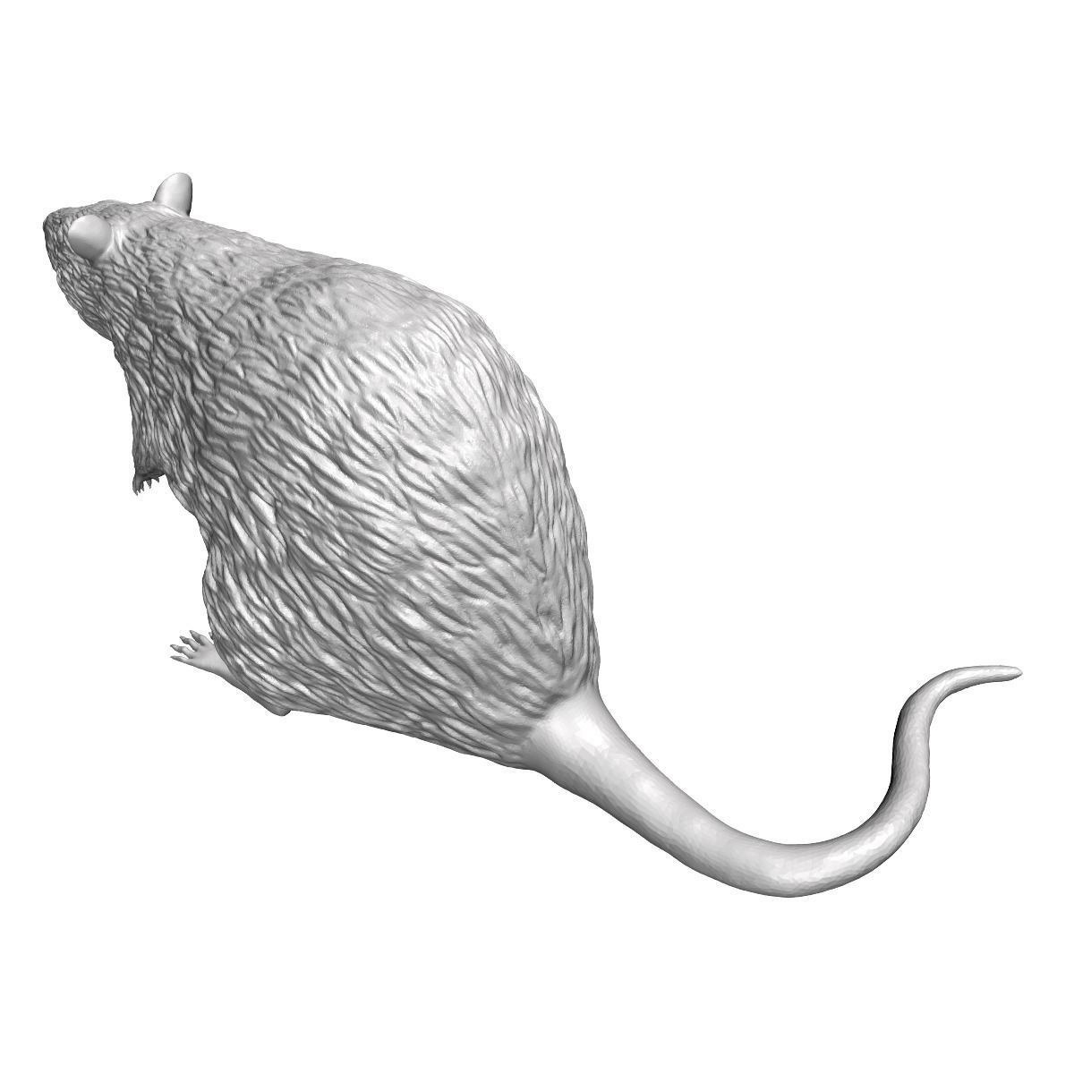 rat printable free 3D model 3D printable | CGTrader