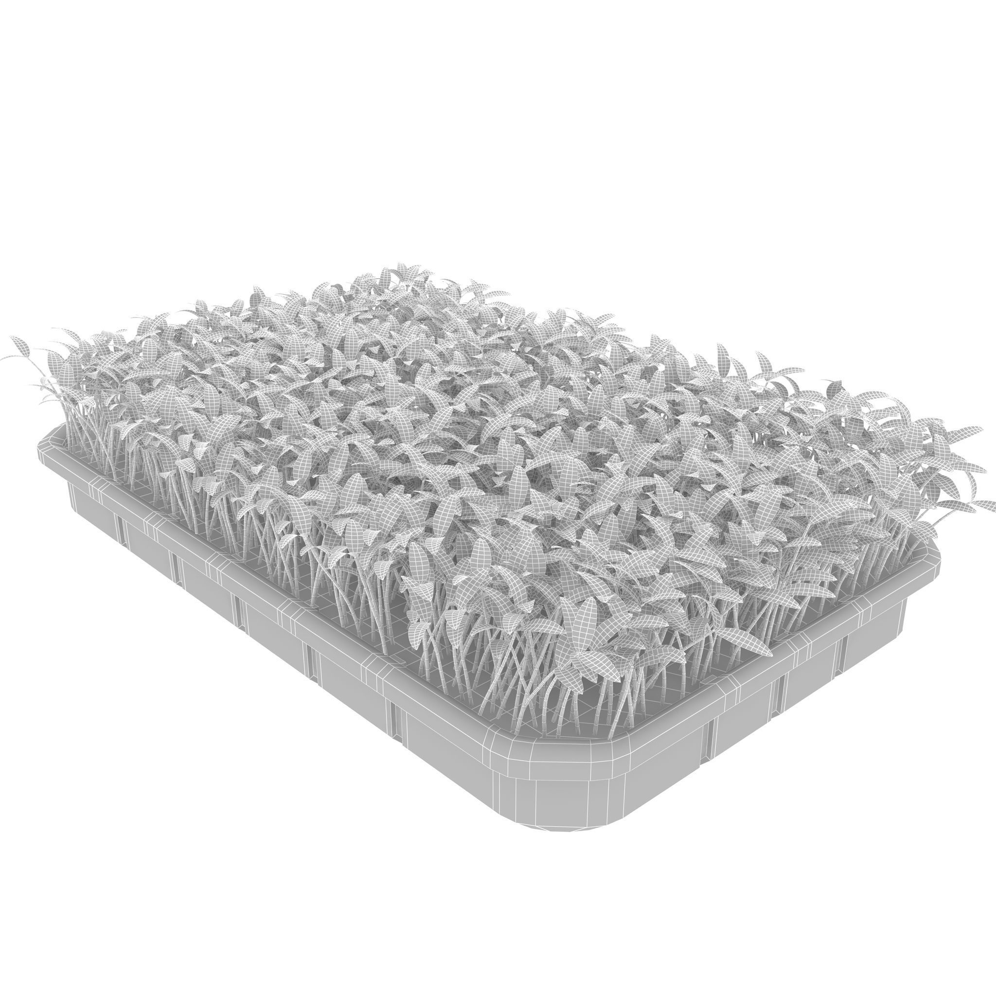 Seedlings Tray 3D model | CGTrader