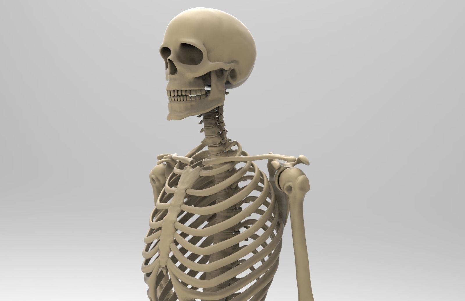Human Skeletal System 3D model | CGTrader