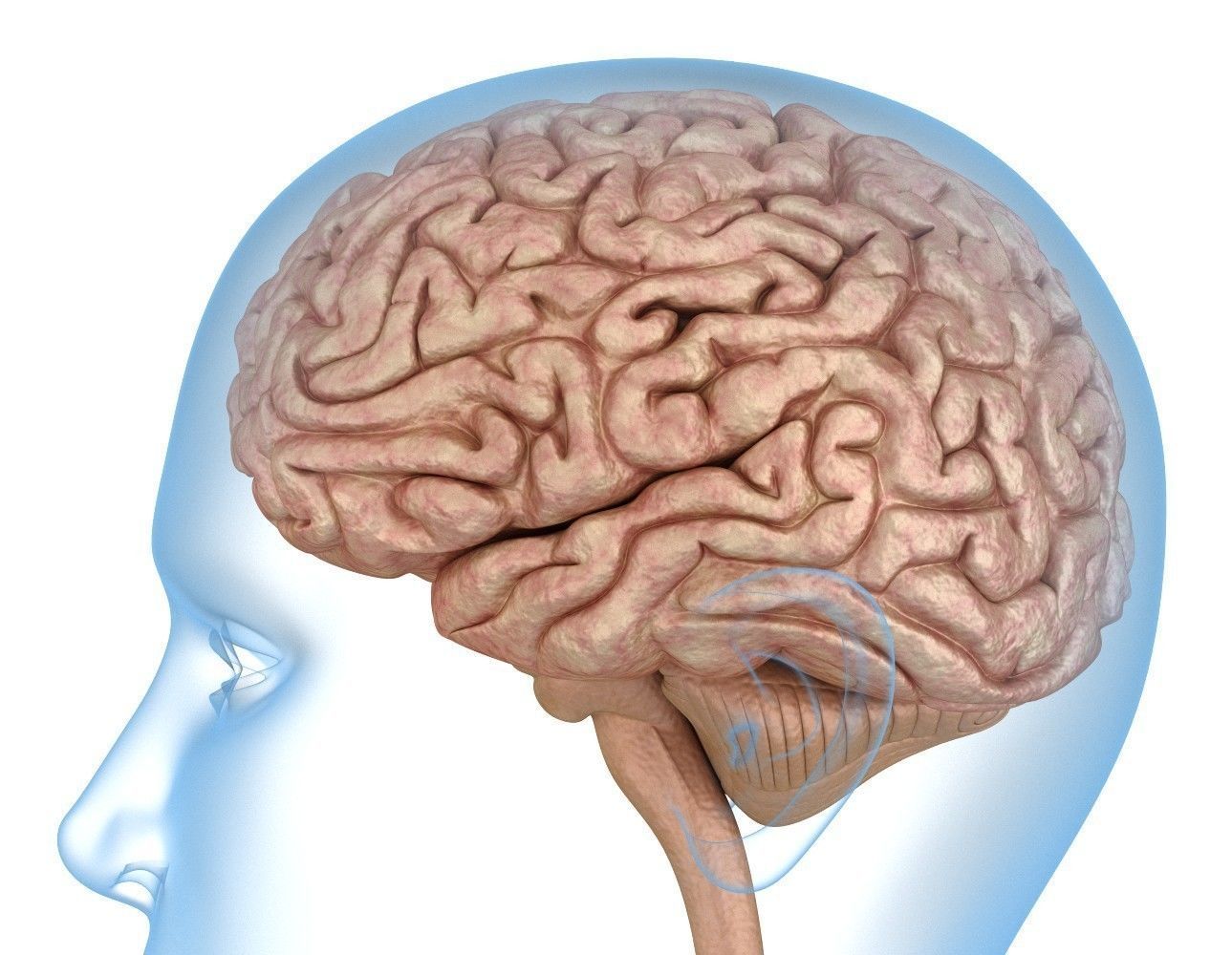 Human Brain 3d Model Hohpaphiladelphia